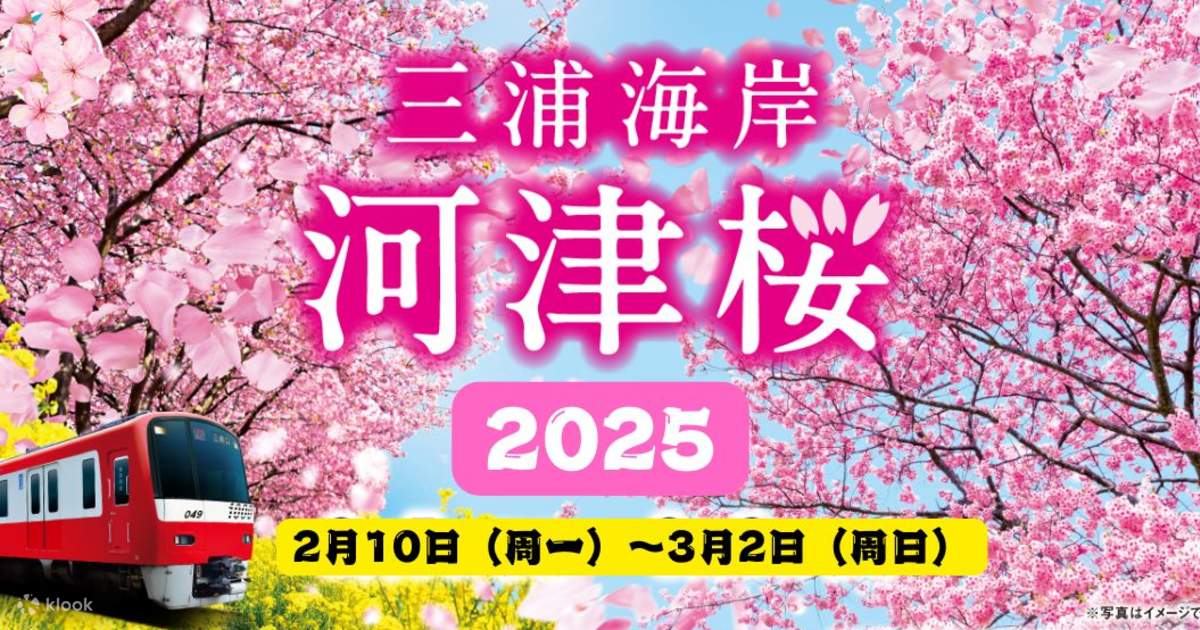 미우라 해안 가와즈 벚꽃 축제 And 미사키 어항 And 조지마 공원 당일 여행 도쿄 출발 클룩 Klook 한국